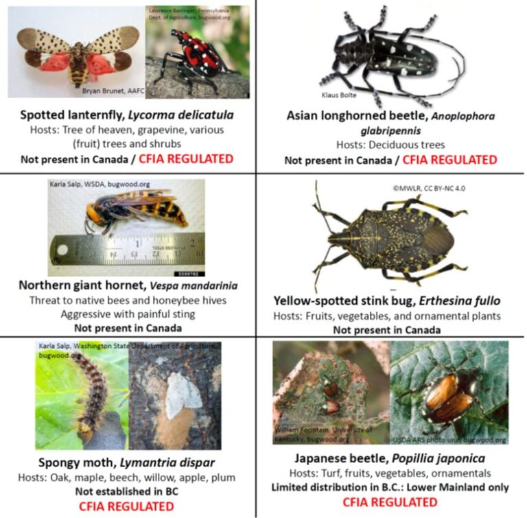 Reporting priority invasive and migratory insects - Canadian Council on ...